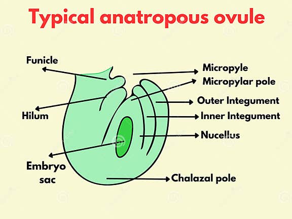 Typical Anatropous Ovule - 1 Stock Illustration - Illustration of ...