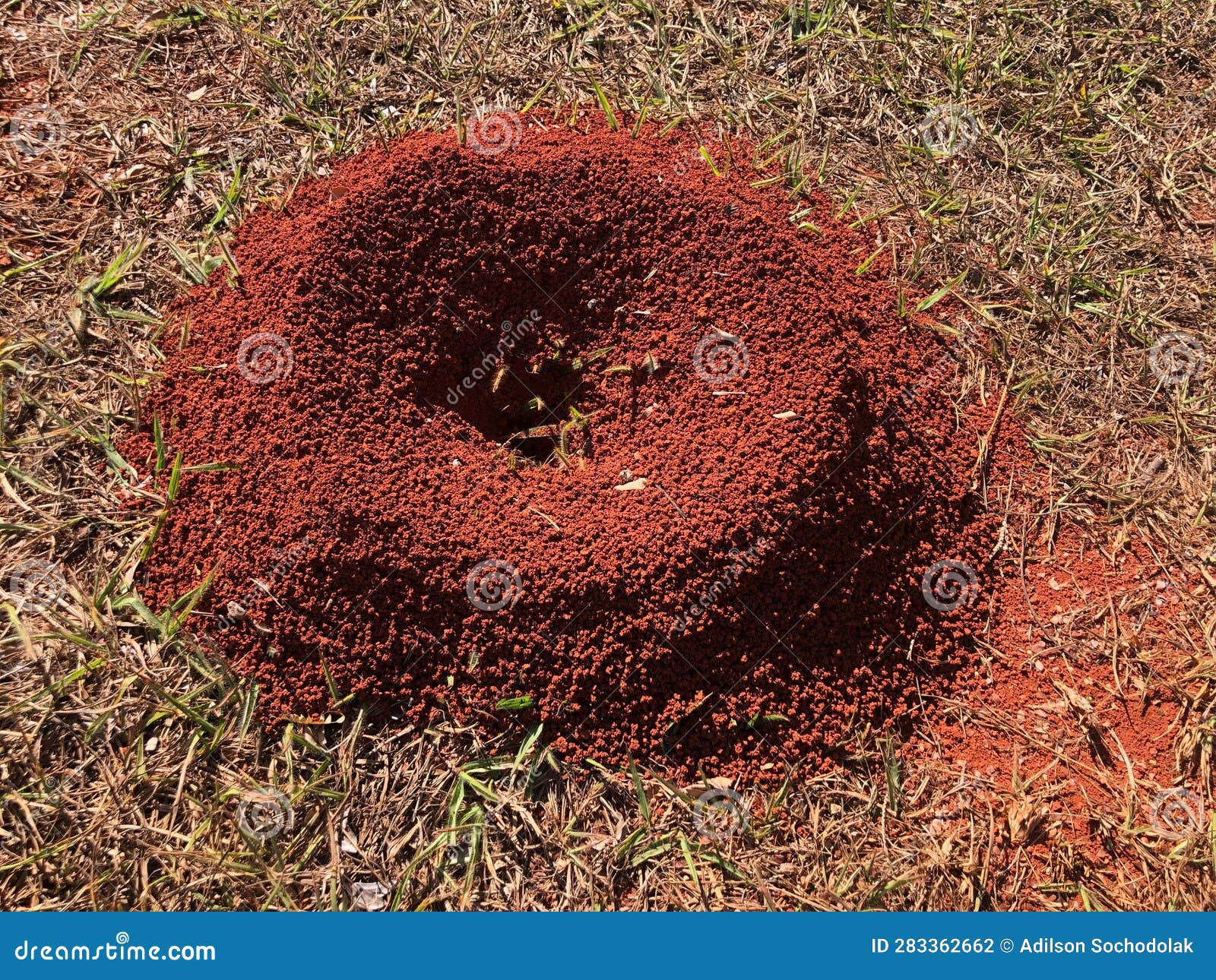 Typical Anthill of the Grass Fields of the Brazilian Rainforest and ...