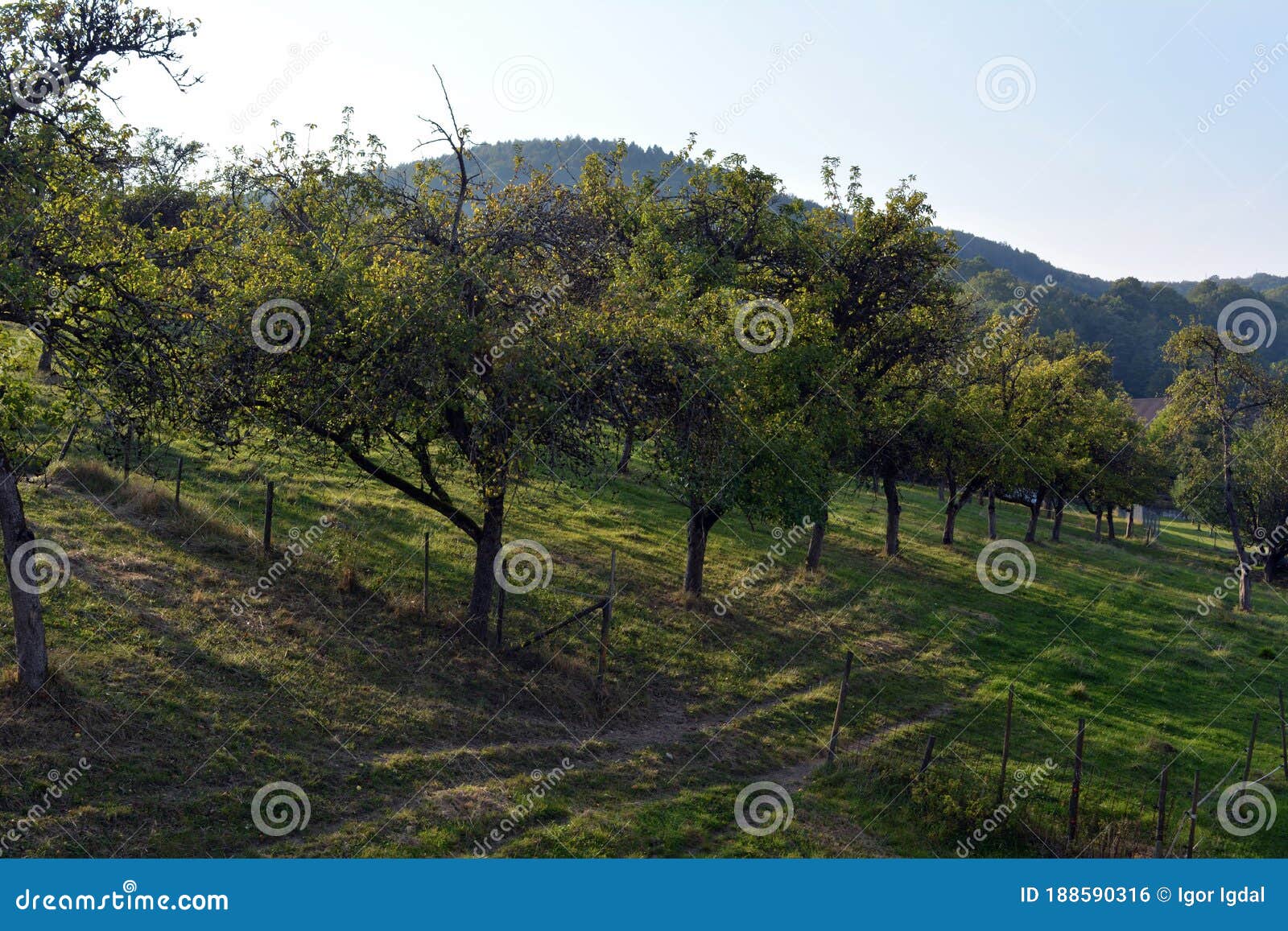 Typical Apple Orchard in Germany Stock Photo - Image of mountain ...