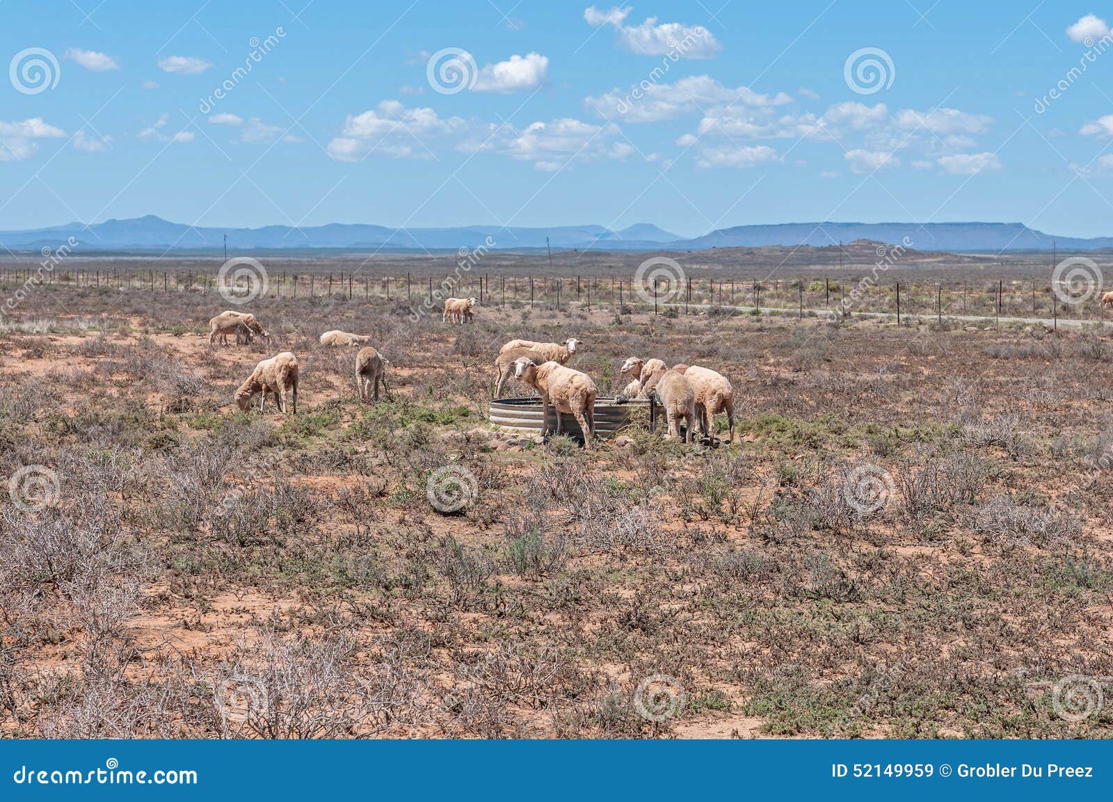 Typical Arid Karoo Landscape Stock Image - Image of plant, summer: 52149959