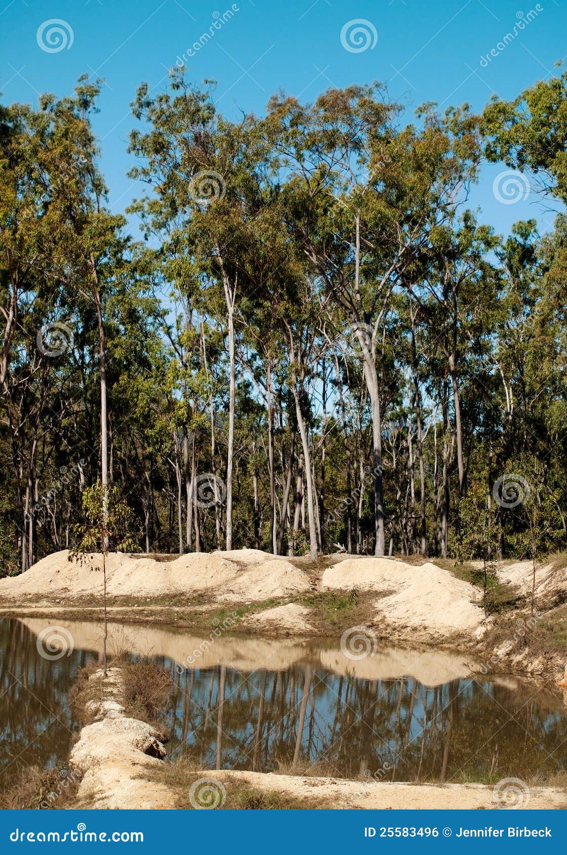 Typical Australian Gum Trees Contryside Landscape Stock Photo - Image ...