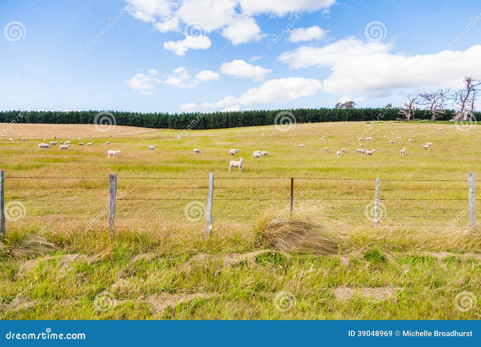 Typical Australian Paddock Sheep Photos - Free & Royalty-Free Stock ...