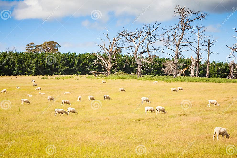 Agriculture Paddock with Sheep Scattered Stock Photo - Image of field ...