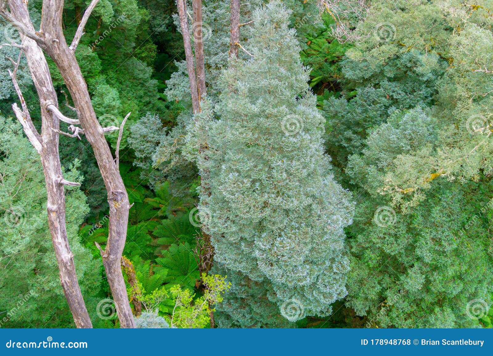 Typical Australian Rainforest Stock Photo - Image of landscape, trunks ...