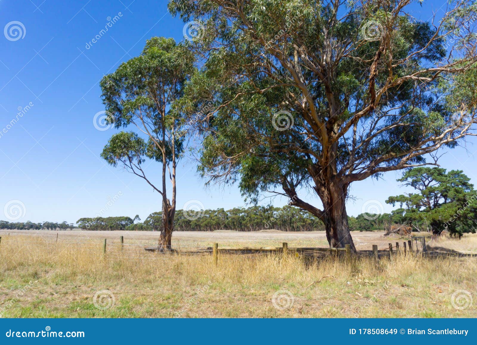 Typical Australian Rural Landscape Stock Image - Image of landscape ...