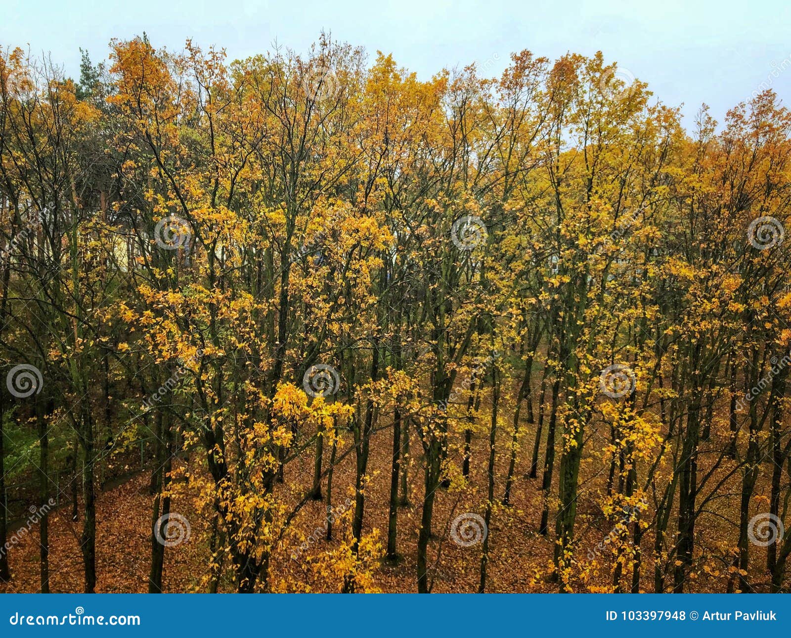 Typical autumn atmosphere stock photo. Image of yellow - 103397948