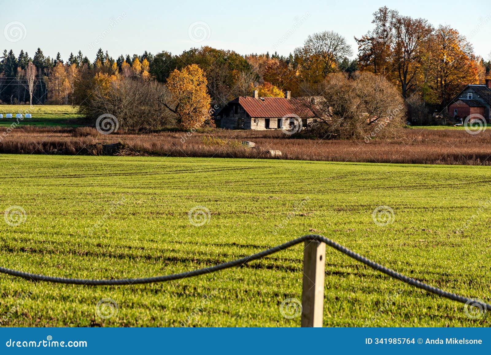 Typical Autumn Landscape with Bright Green Corn Field Stock Photo ...