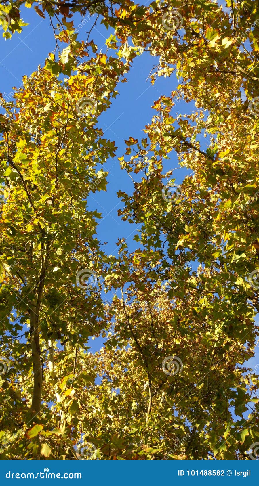 Typical autumn leaf scene stock photo. Image of fall - 101488582