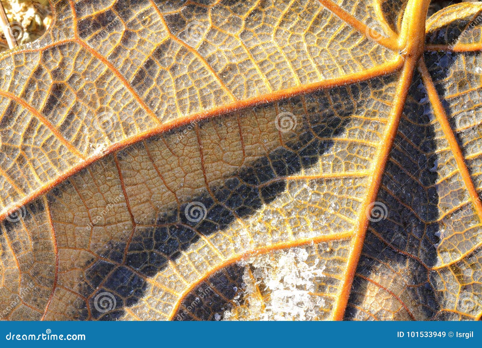 Typical autumn leaf scene stock image. Image of colorful - 101533949