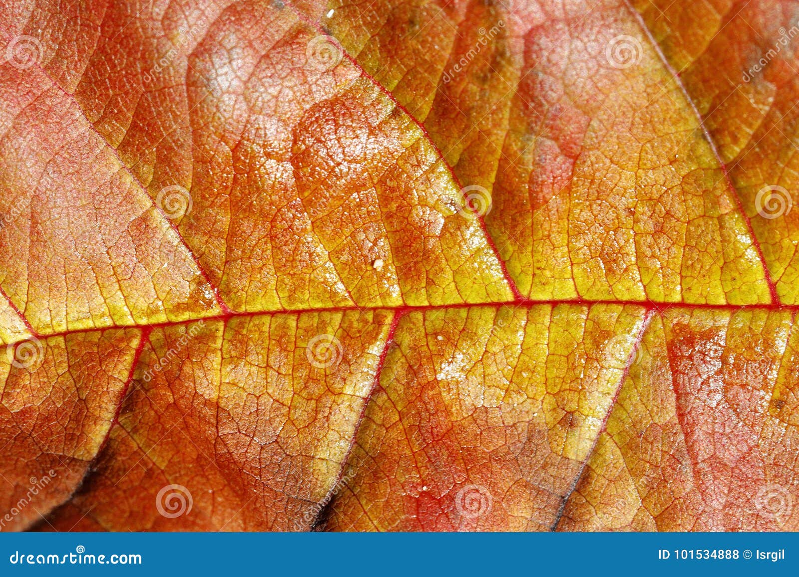 Typical autumn leaf scene stock photo. Image of fruit - 101534888