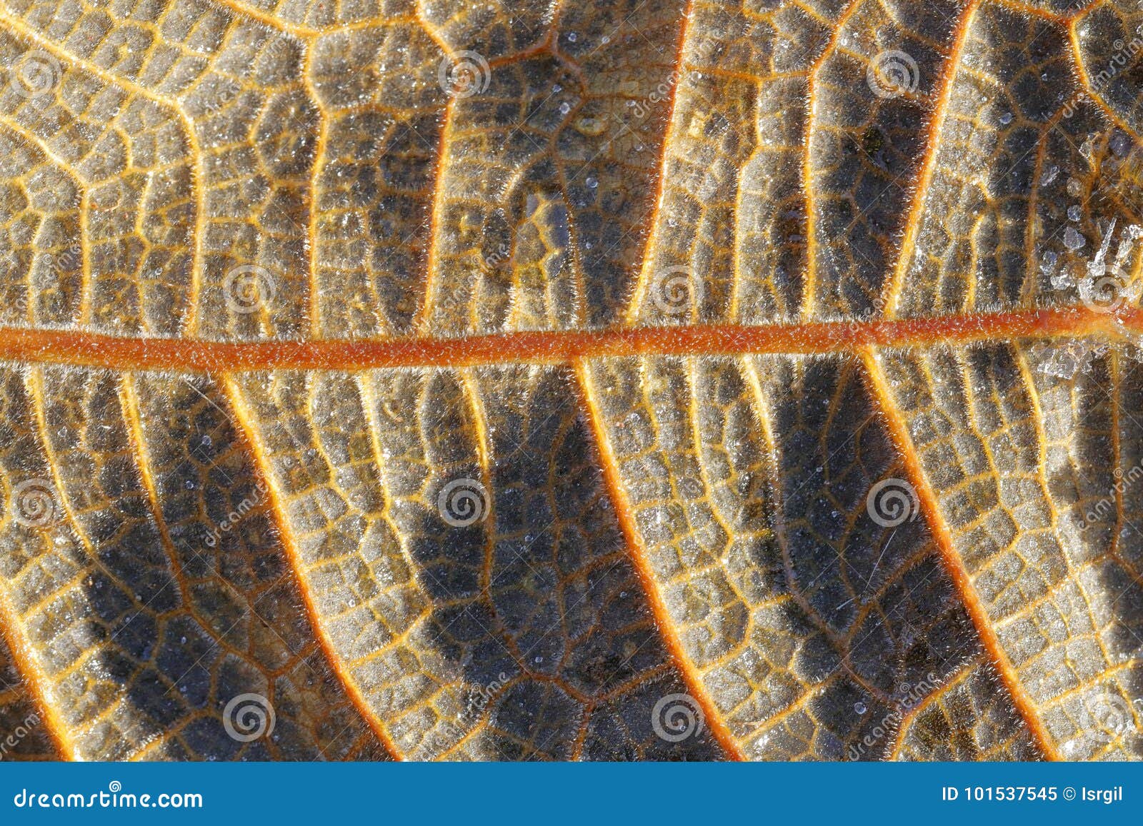 Typical autumn leaf scene stock image. Image of beautiful - 101537545