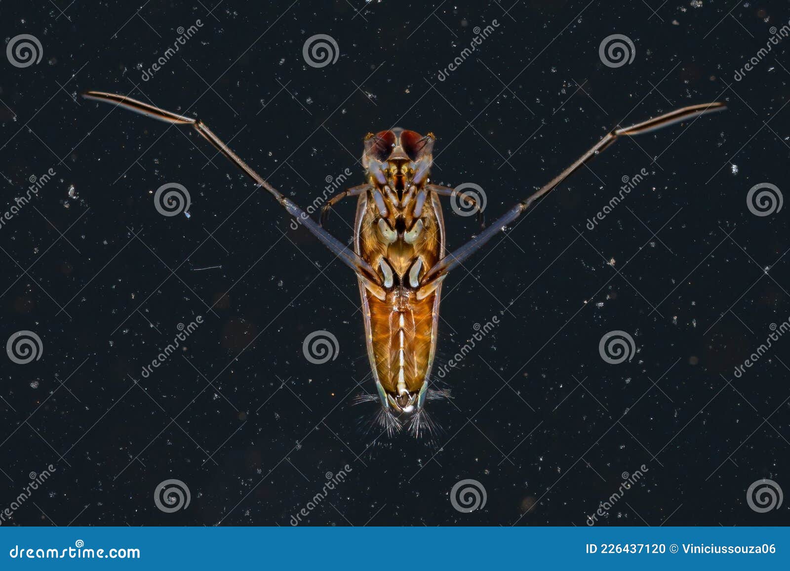 Typical Backswimmer Insect stock photo. Image of swimming - 226437120