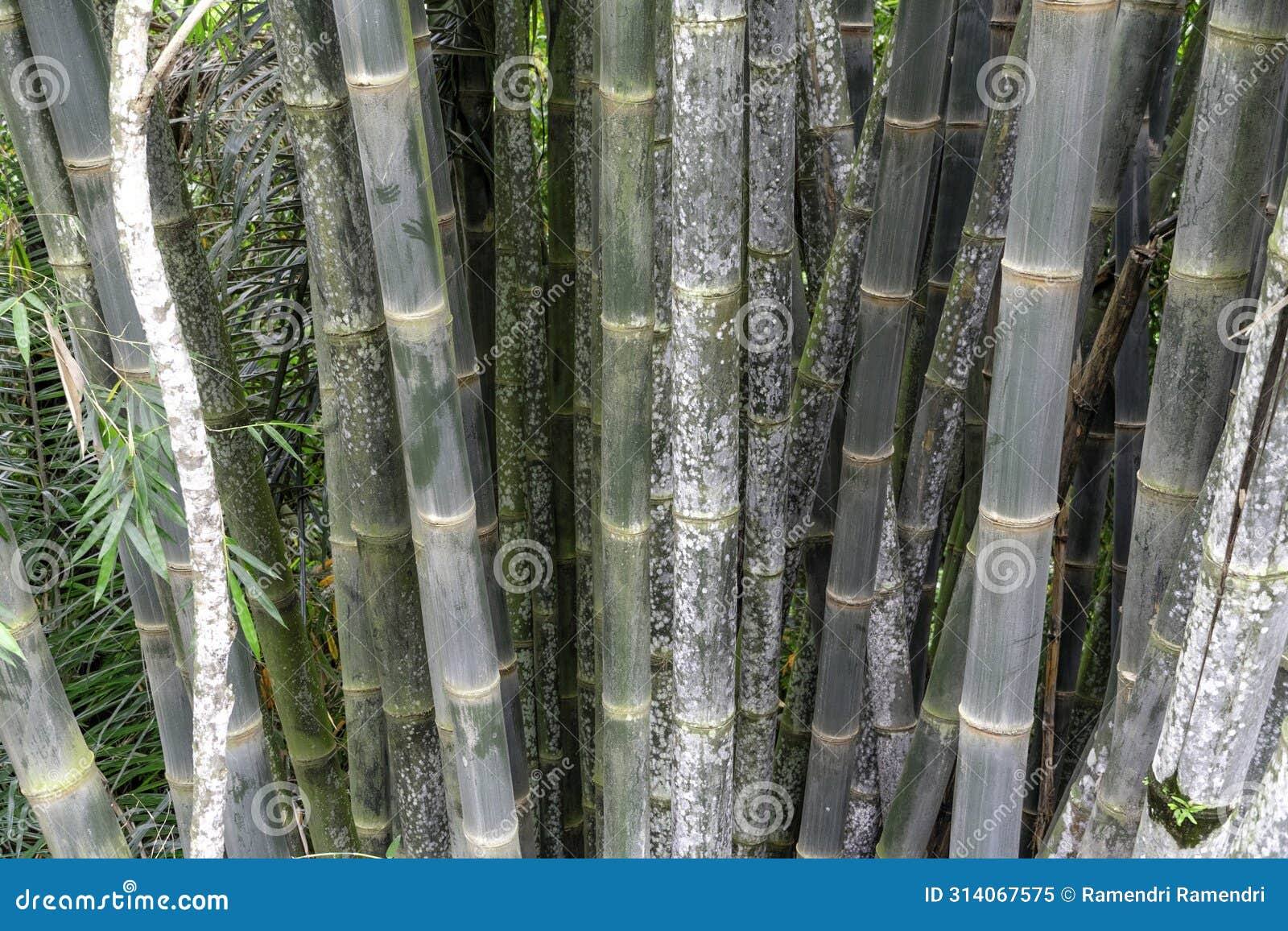 Typical Balinese Bamboo Tree Trunk Stock Image - Image of hollow, nodes ...