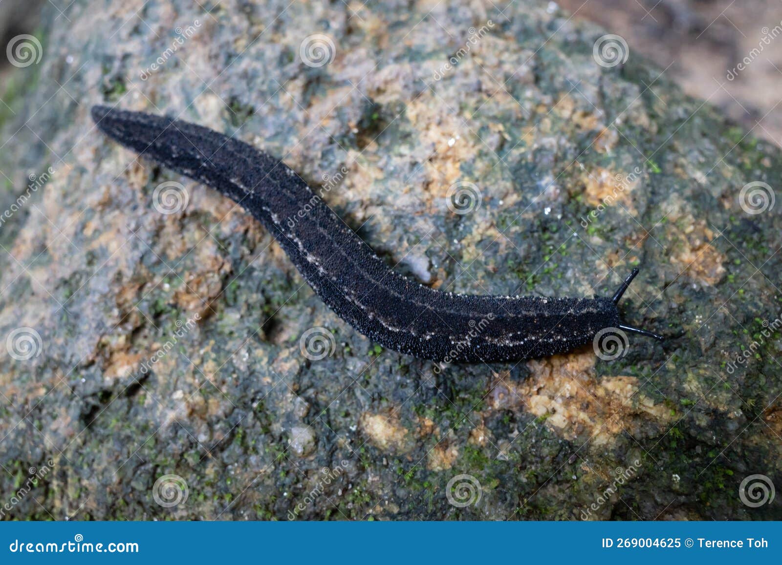 A Typical Black Slug on Top of a Rock in Malaysia Stock Image - Image ...