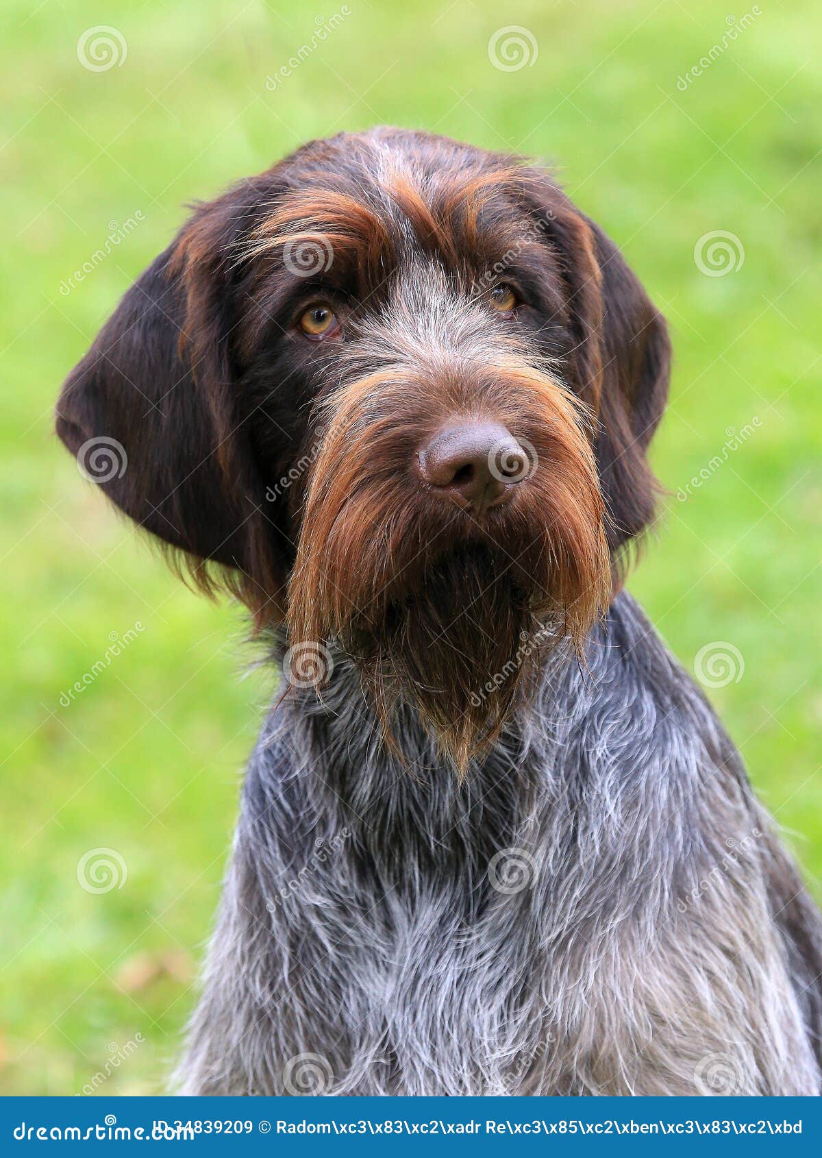 The Typical Bohemian Wire-haired Pointing Griffon Stock Image - Image ...