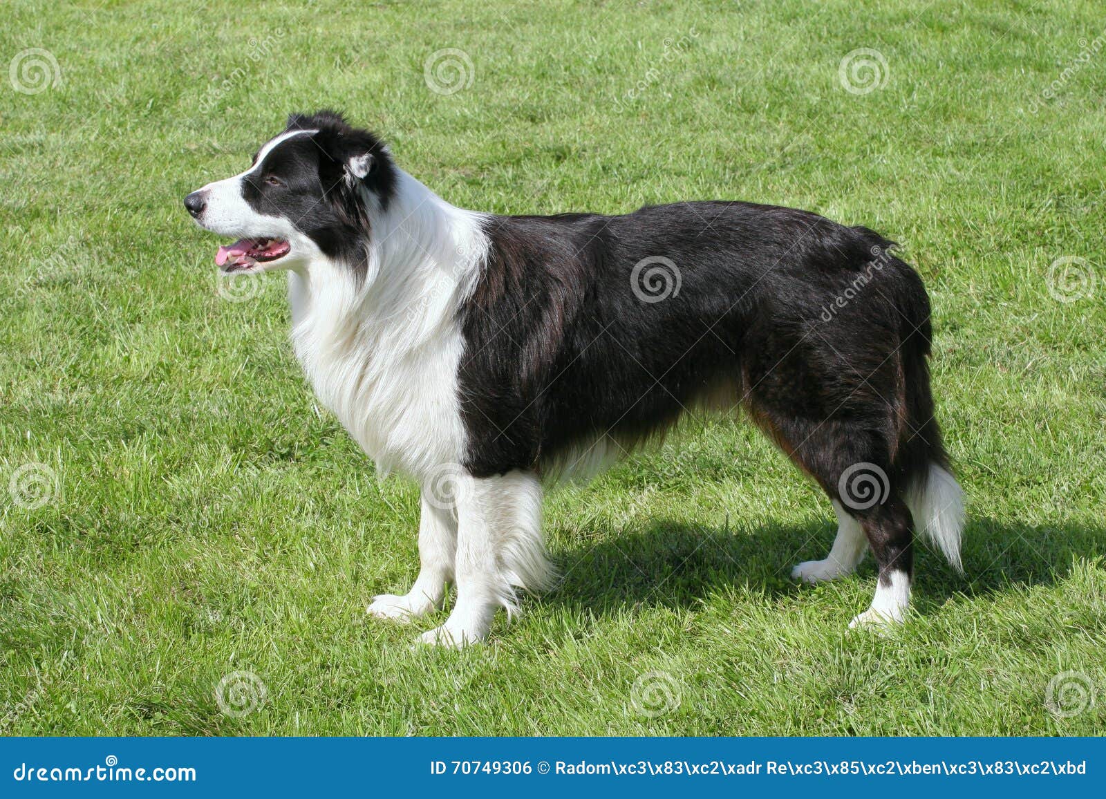 Typical Border Collie on a Green Grass Lawn Stock Photo - Image of ...