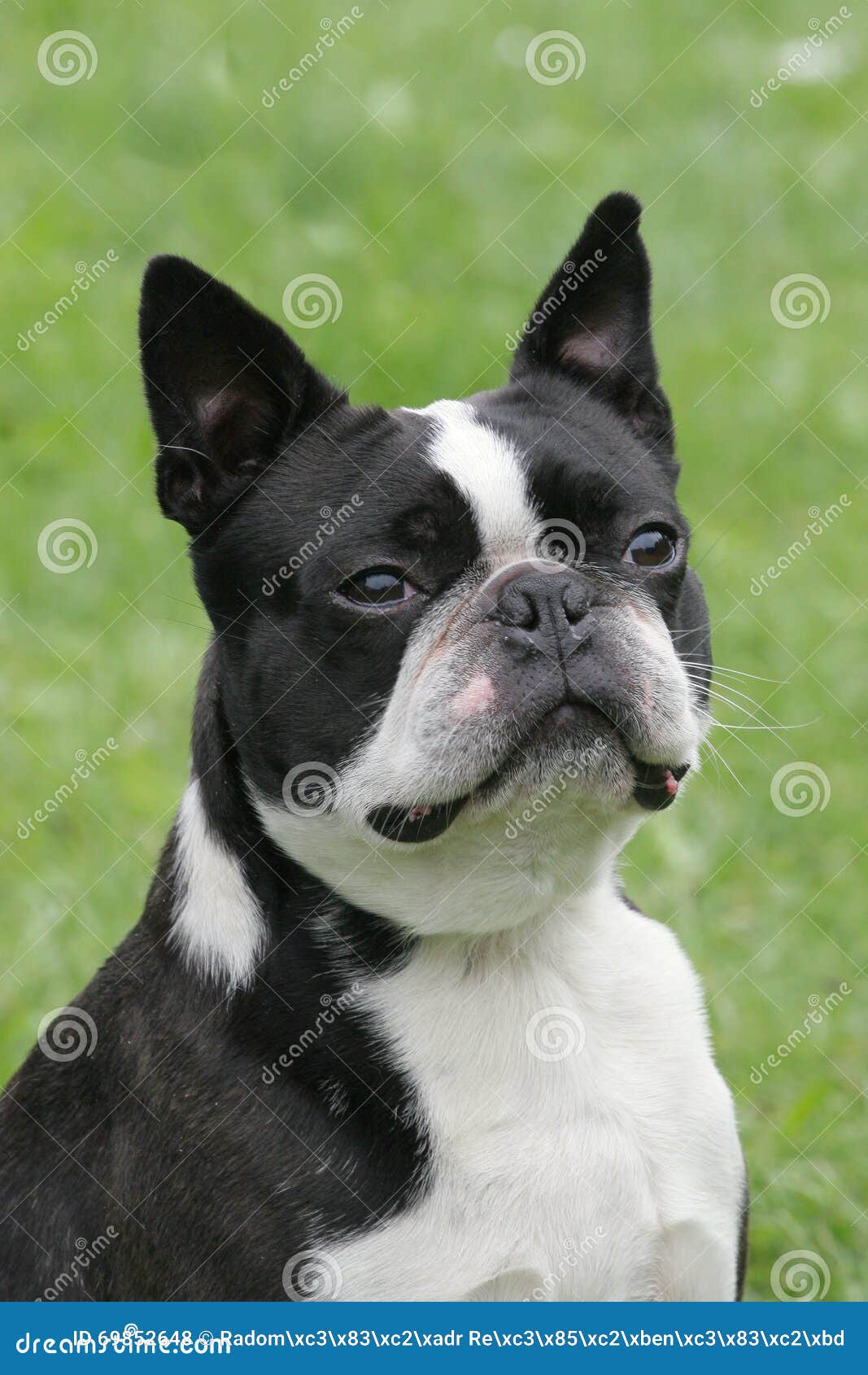 Typical Boston Terrier on a Green Grass Lawn Stock Photo - Image of ...
