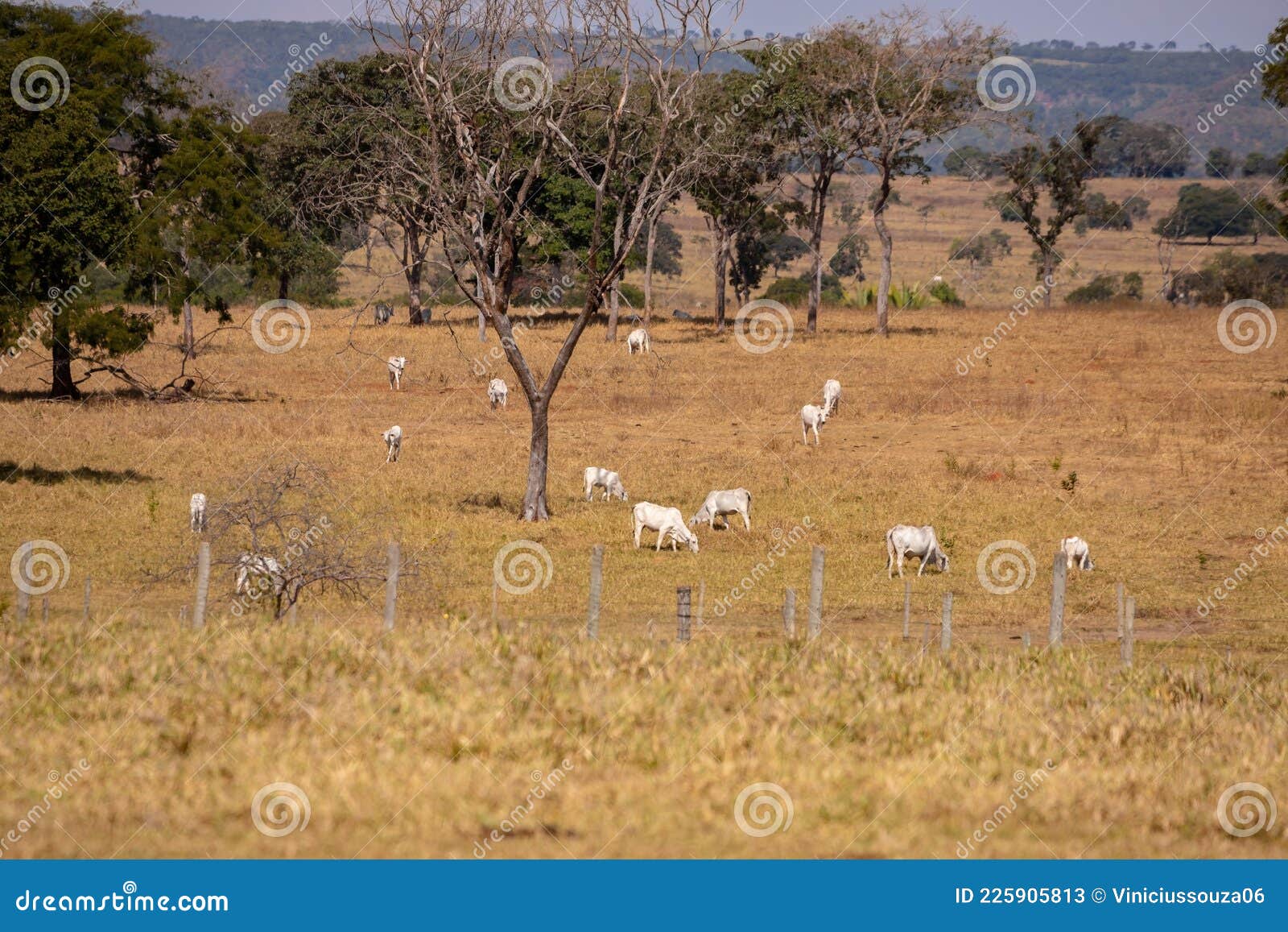 Typical pasture fields stock image. Image of cattle - 225905813