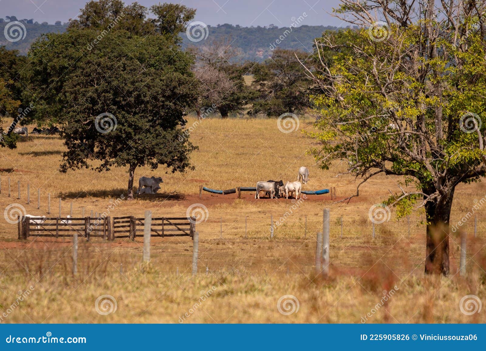 Typical pasture fields stock photo. Image of tree, ranch - 225905826