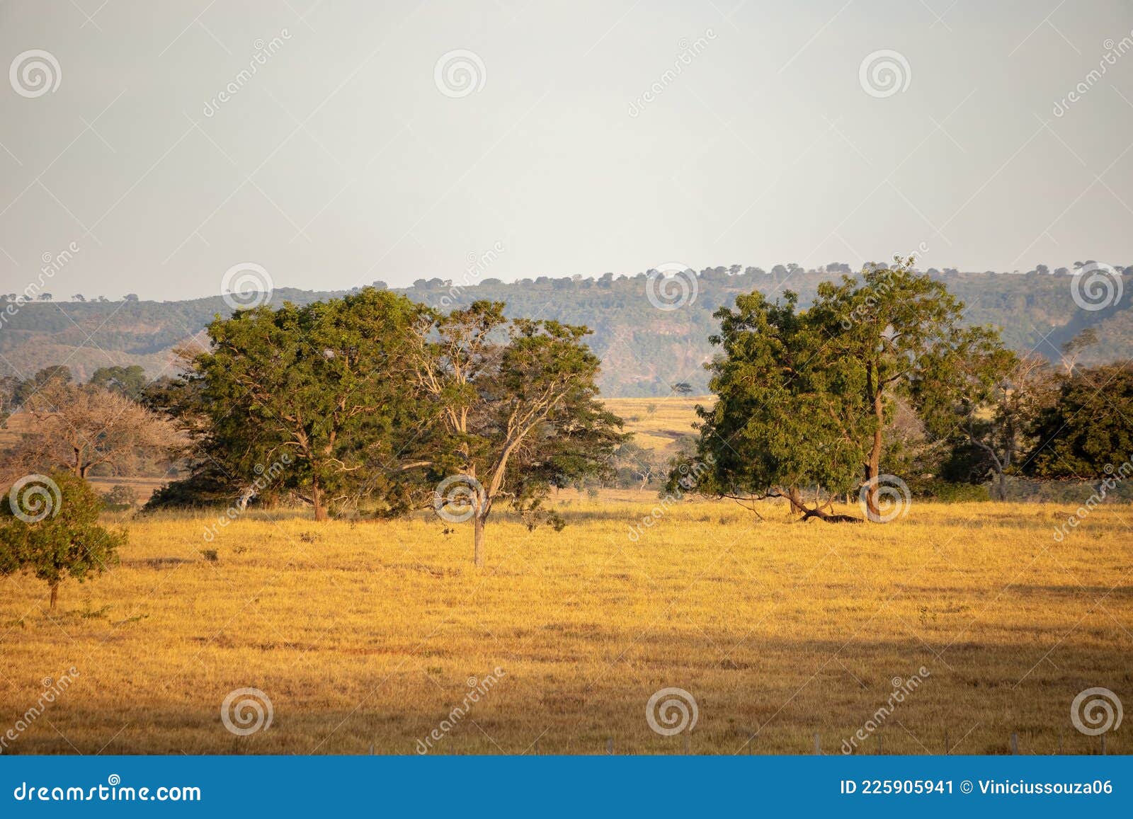Typical pasture fields stock image. Image of outdoor - 225905941