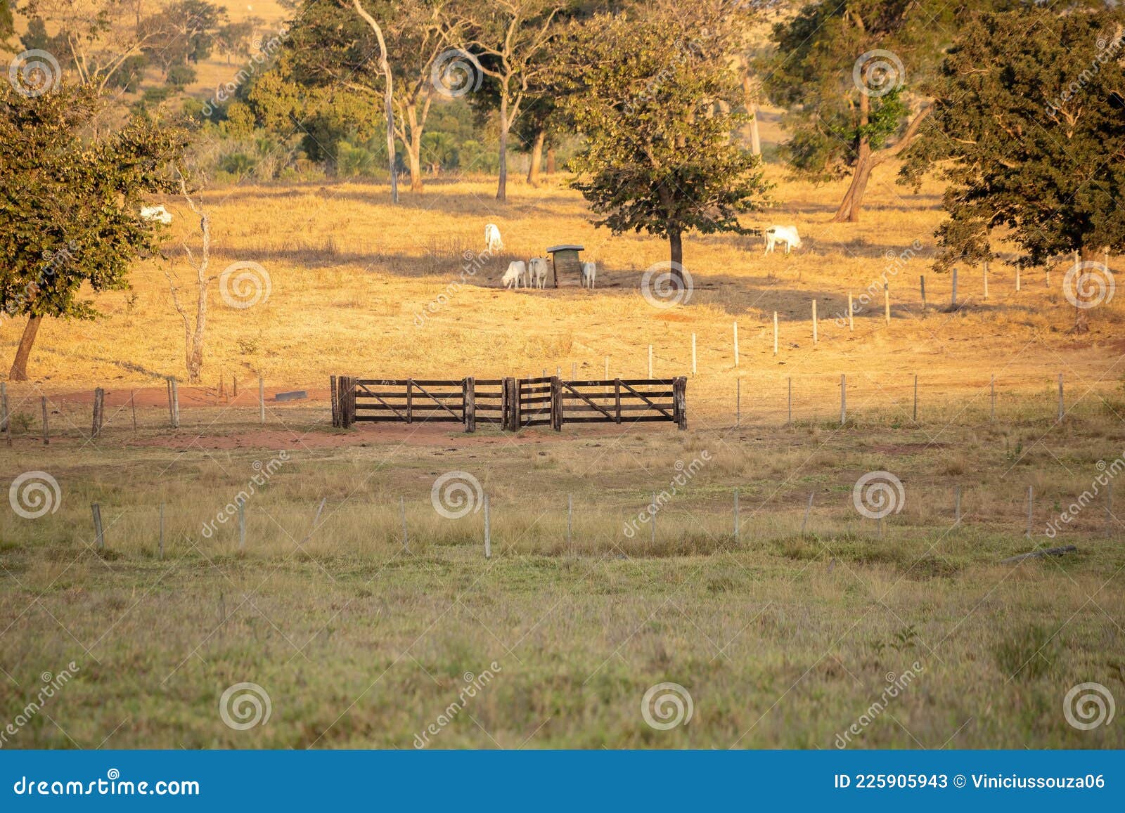 Typical pasture fields stock image. Image of farmland - 225905943