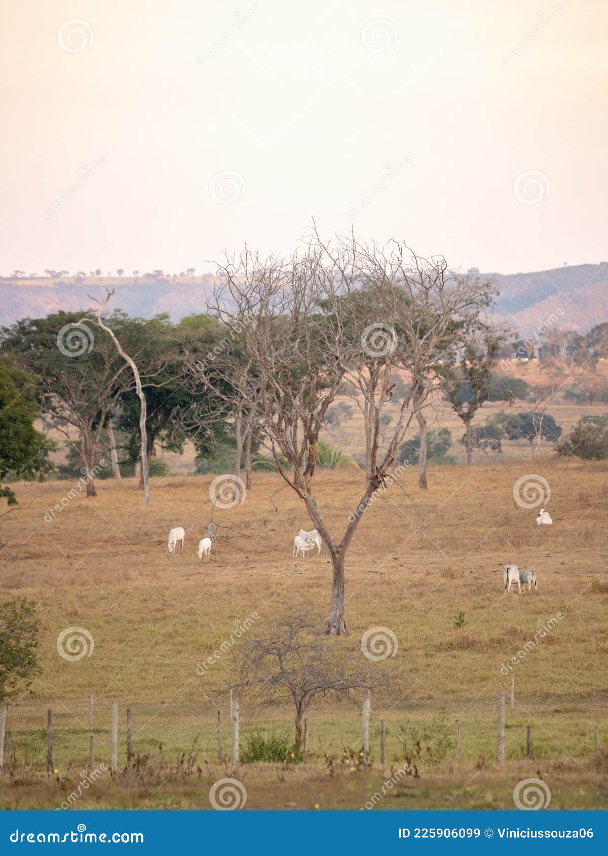 Typical pasture fields stock image. Image of ranch, pasture - 225906099
