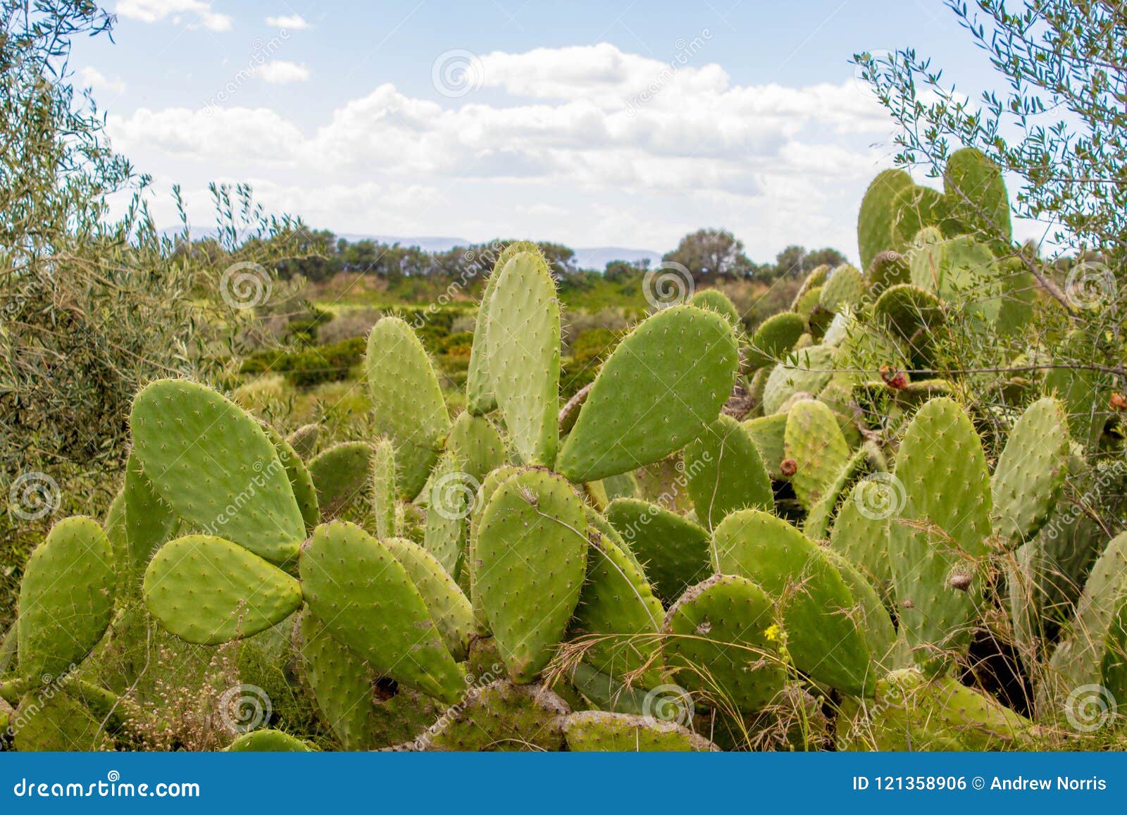 Cactus stock photo. Image of health, plant, orange, fruit - 121358906