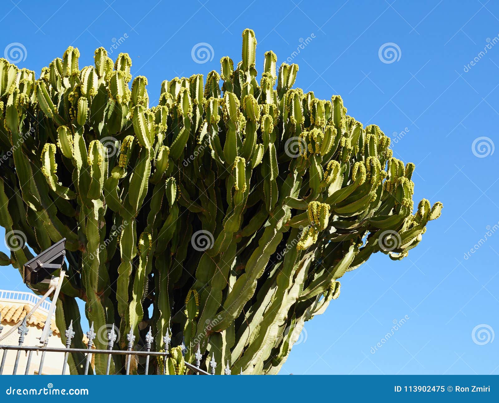 Typical Cactus in Spain stock image. Image of nature - 113902475