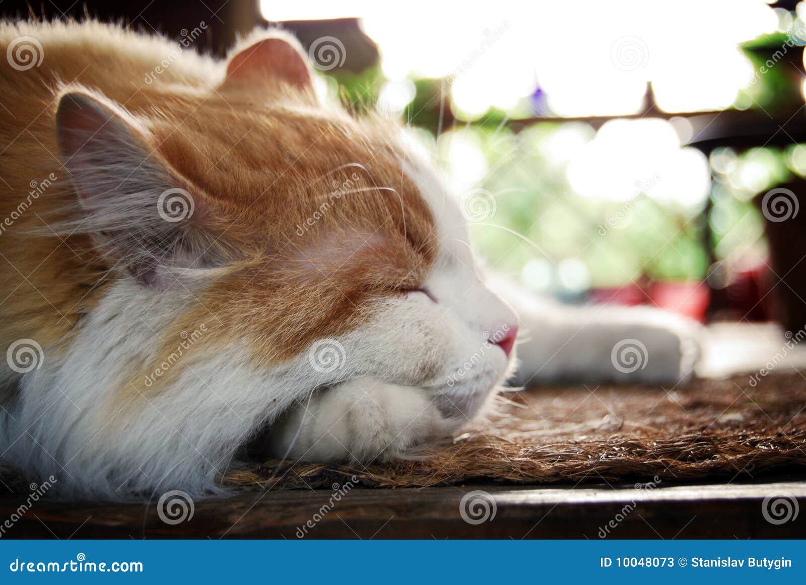 Typical cat stock image. Image of sound, domestic, dream - 10048073