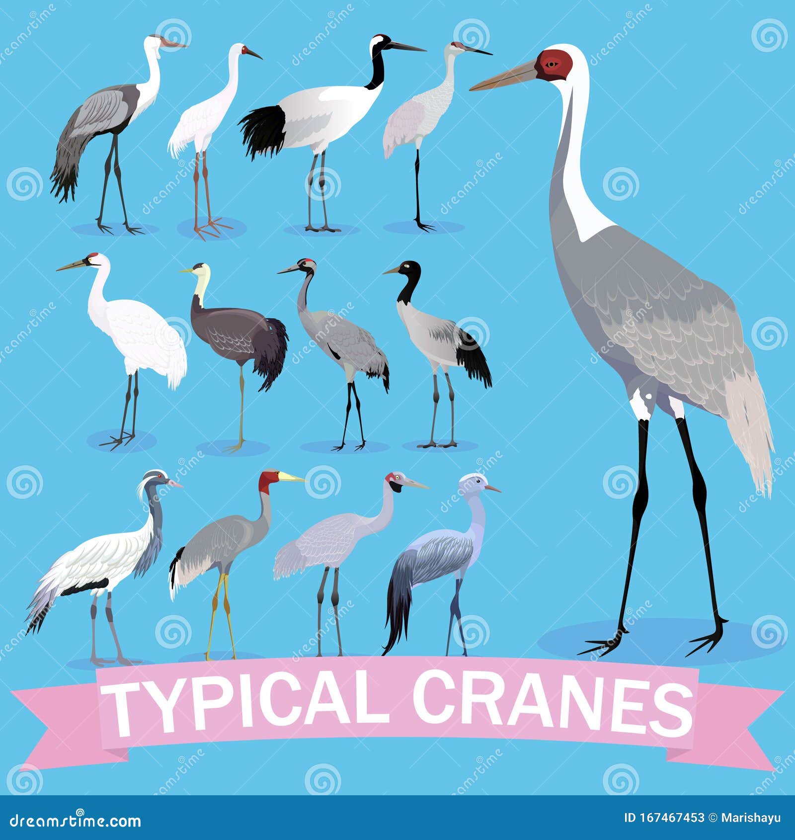 Typical Cranes Set Cartoon. Vector Cartoon Birds. Stock Vector ...