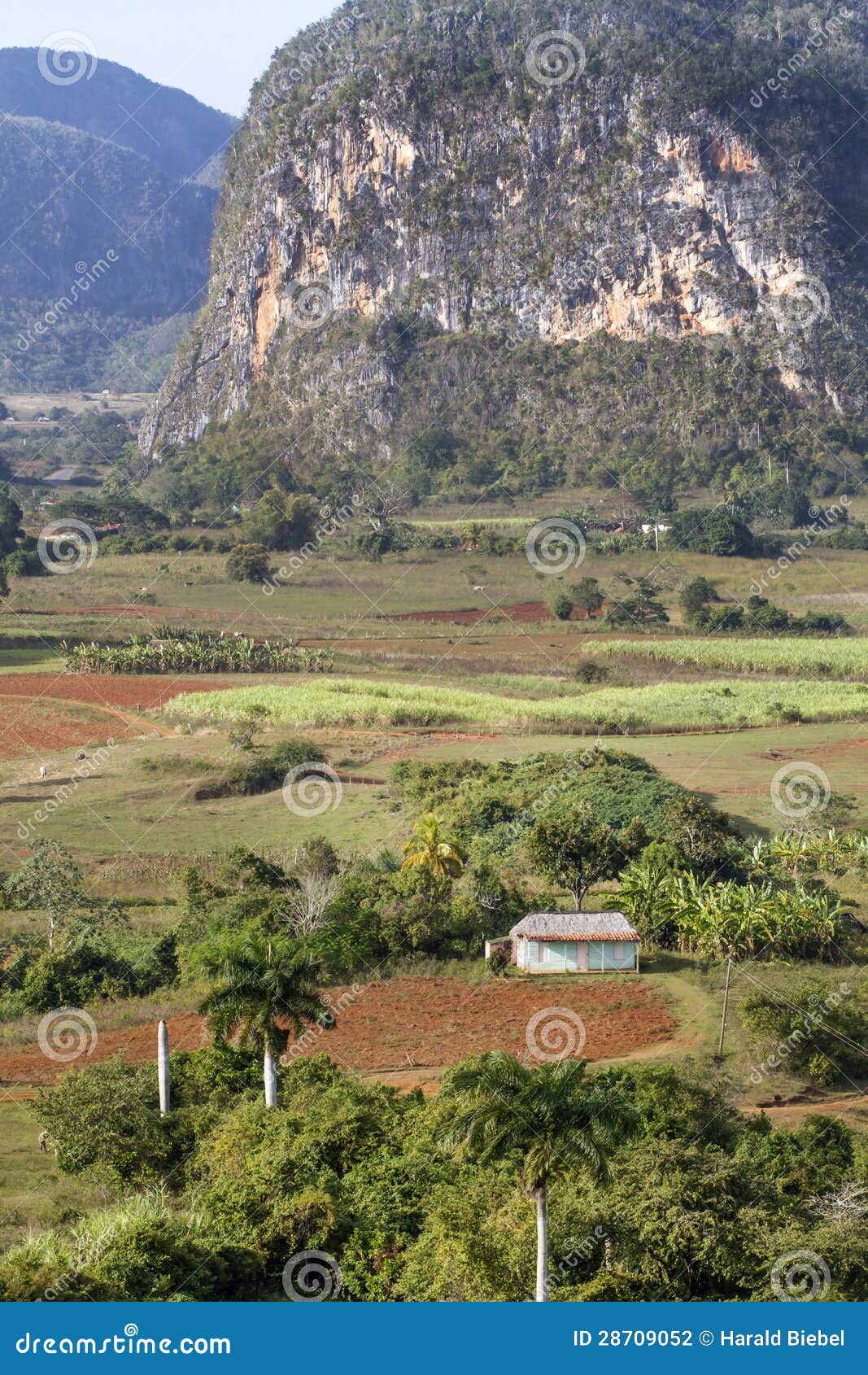 Typical cuban landscape stock photo. Image of farmer - 28709052
