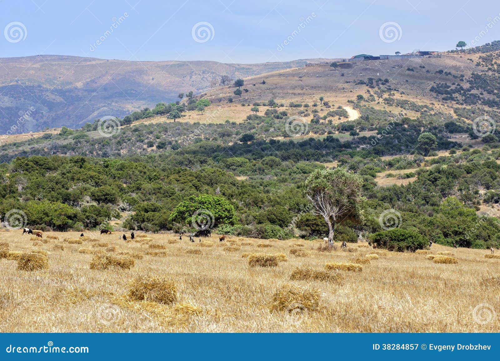 Typical Cyprus Rural Landscape Stock Image - Image of landscape ...
