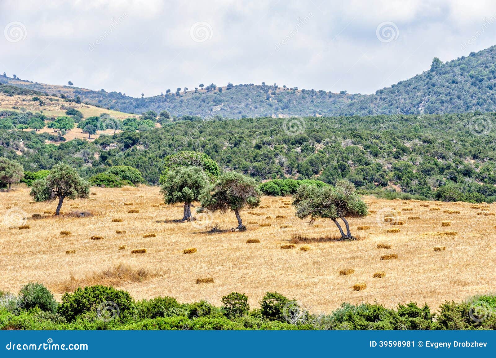 Typical Cyprus Rural Landscape Stock Image - Image of forest, horizon ...