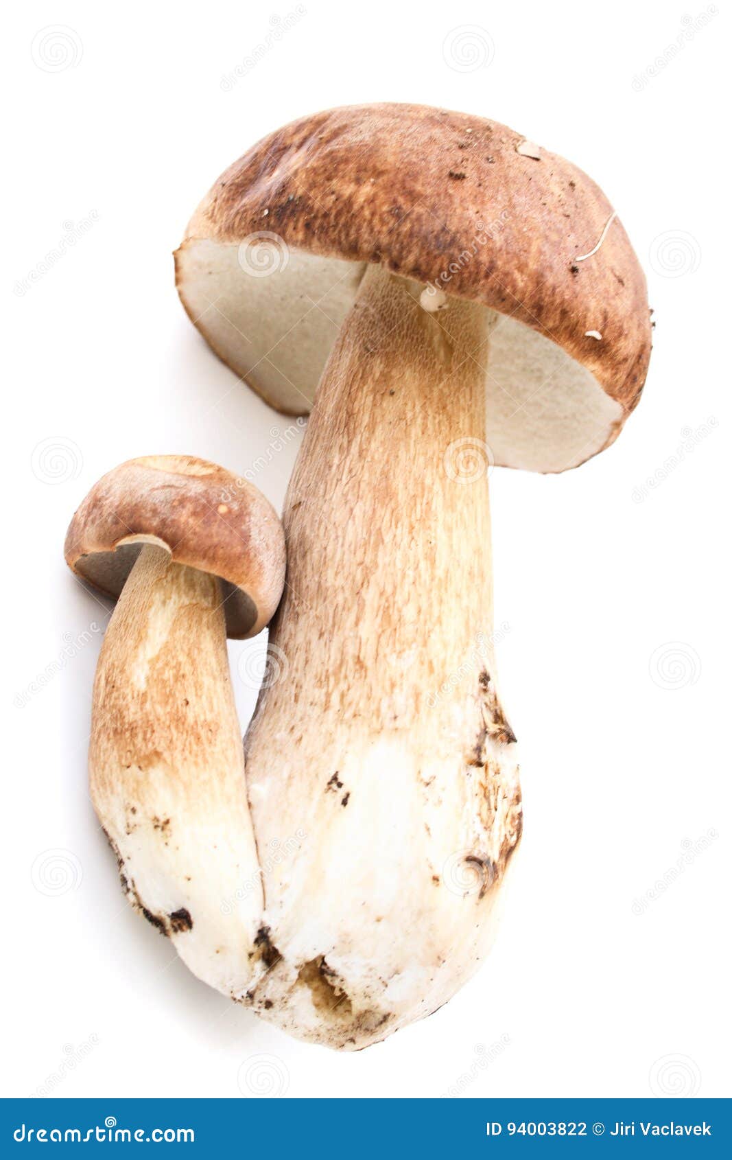 Typical czech mushrooms stock photo. Image of ingredient - 94003822