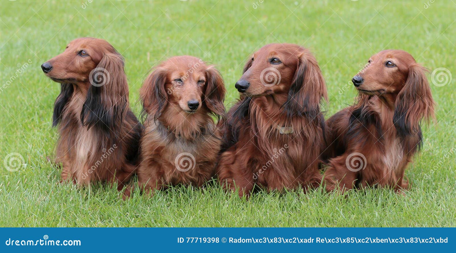 Typical Dachshund Long-haired Standard Red in the Garden Stock Photo ...
