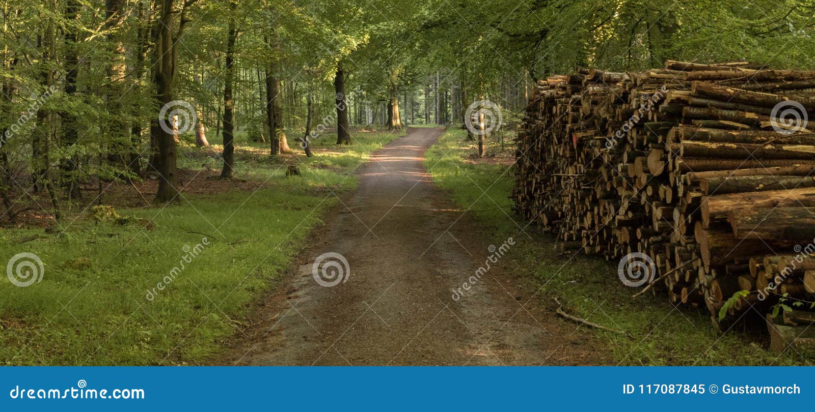 Danish Forest during Spring, Zealand, Denmark Stock Image - Image of ...
