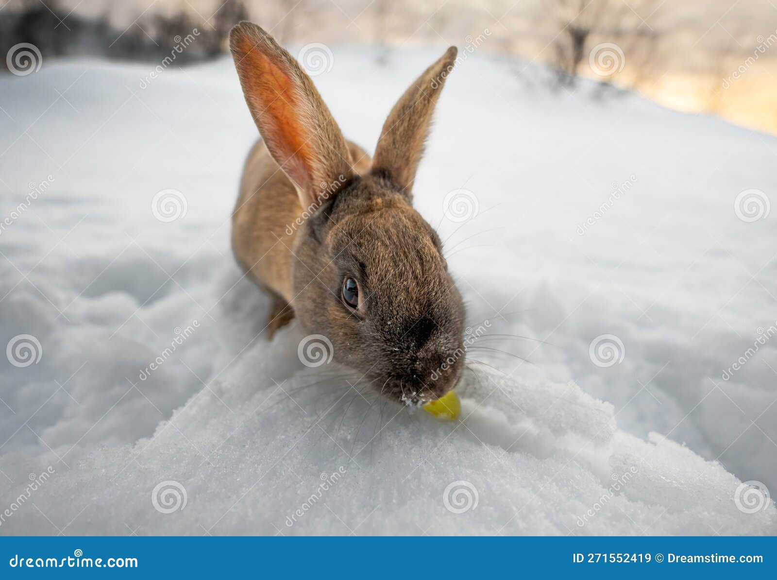 Typical Dark Brown Rabbit from Iceland Eating a Grape with the Ground ...