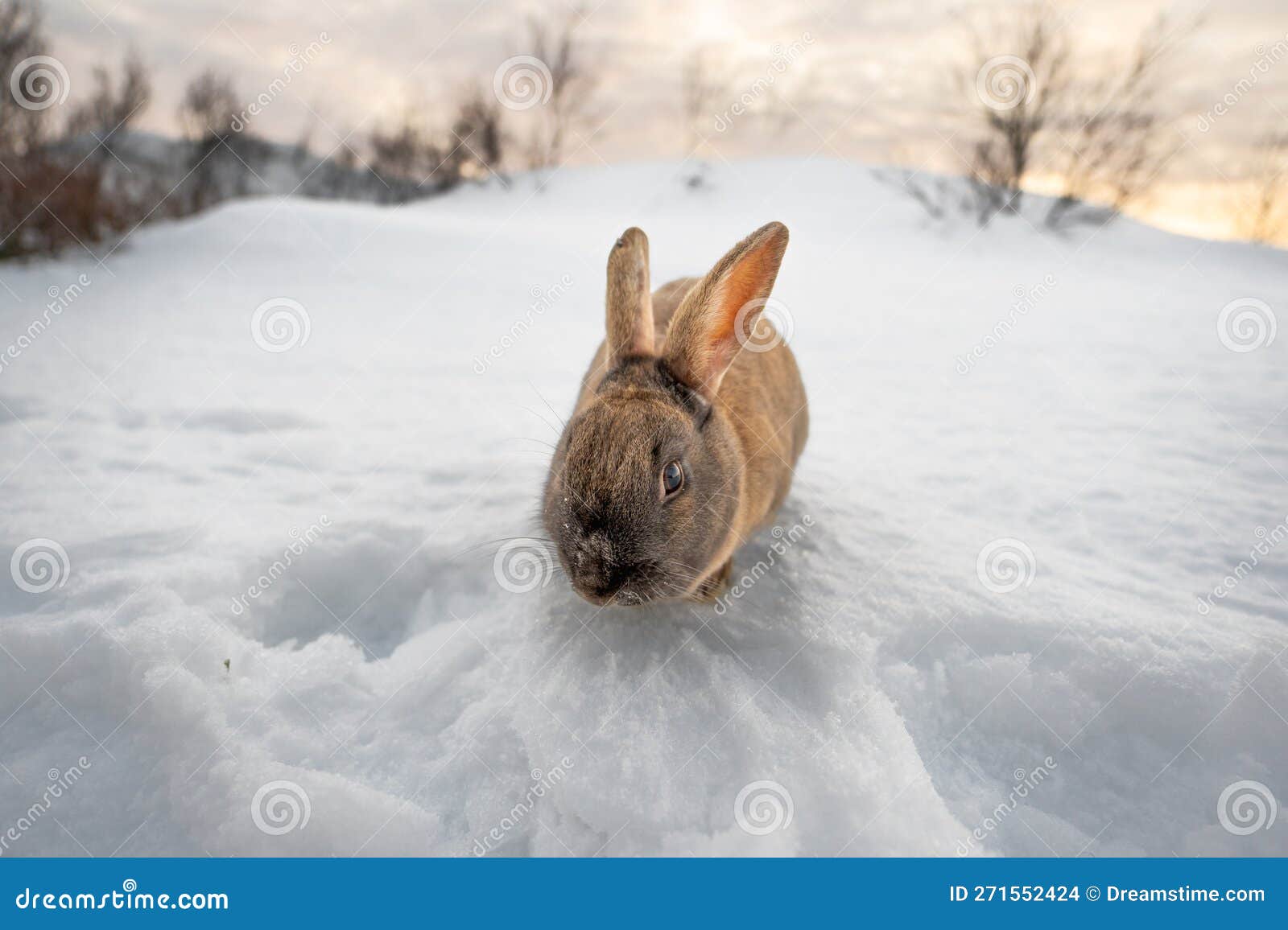 Typical Dark Brown Rabbit from Iceland Eating a Grape with the Ground ...