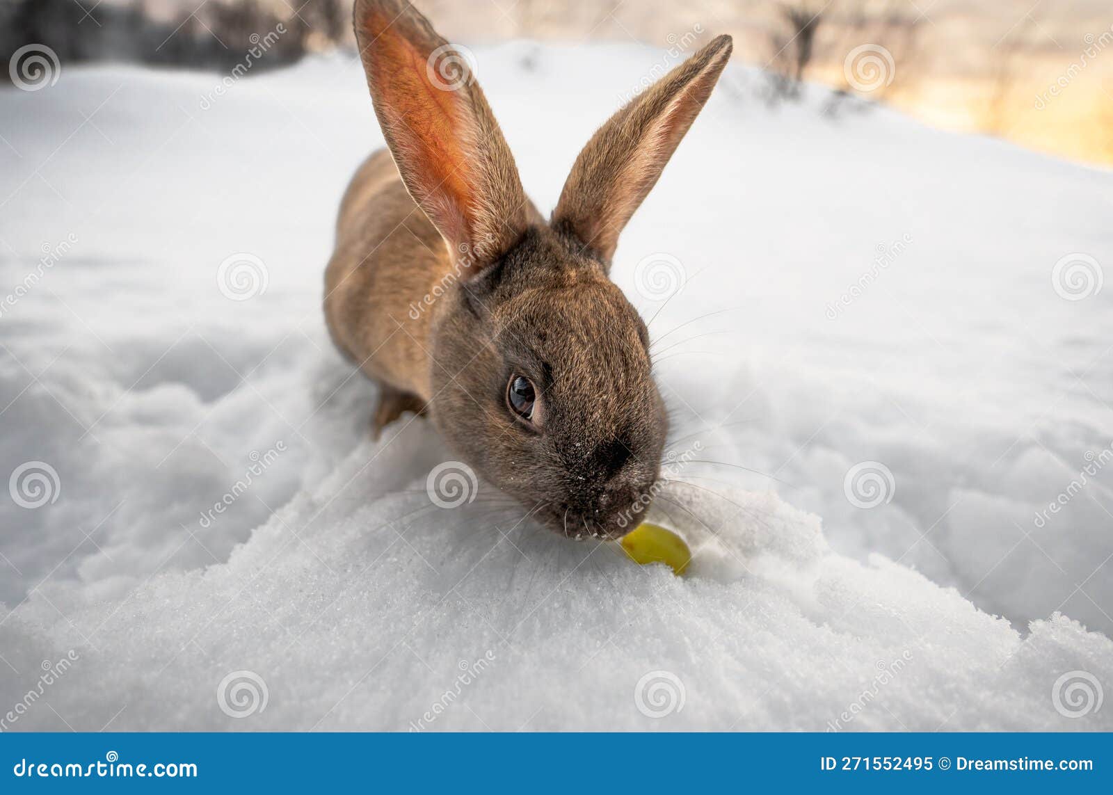 Typical Dark Brown Rabbit from Iceland Eating a Grape with the Ground ...