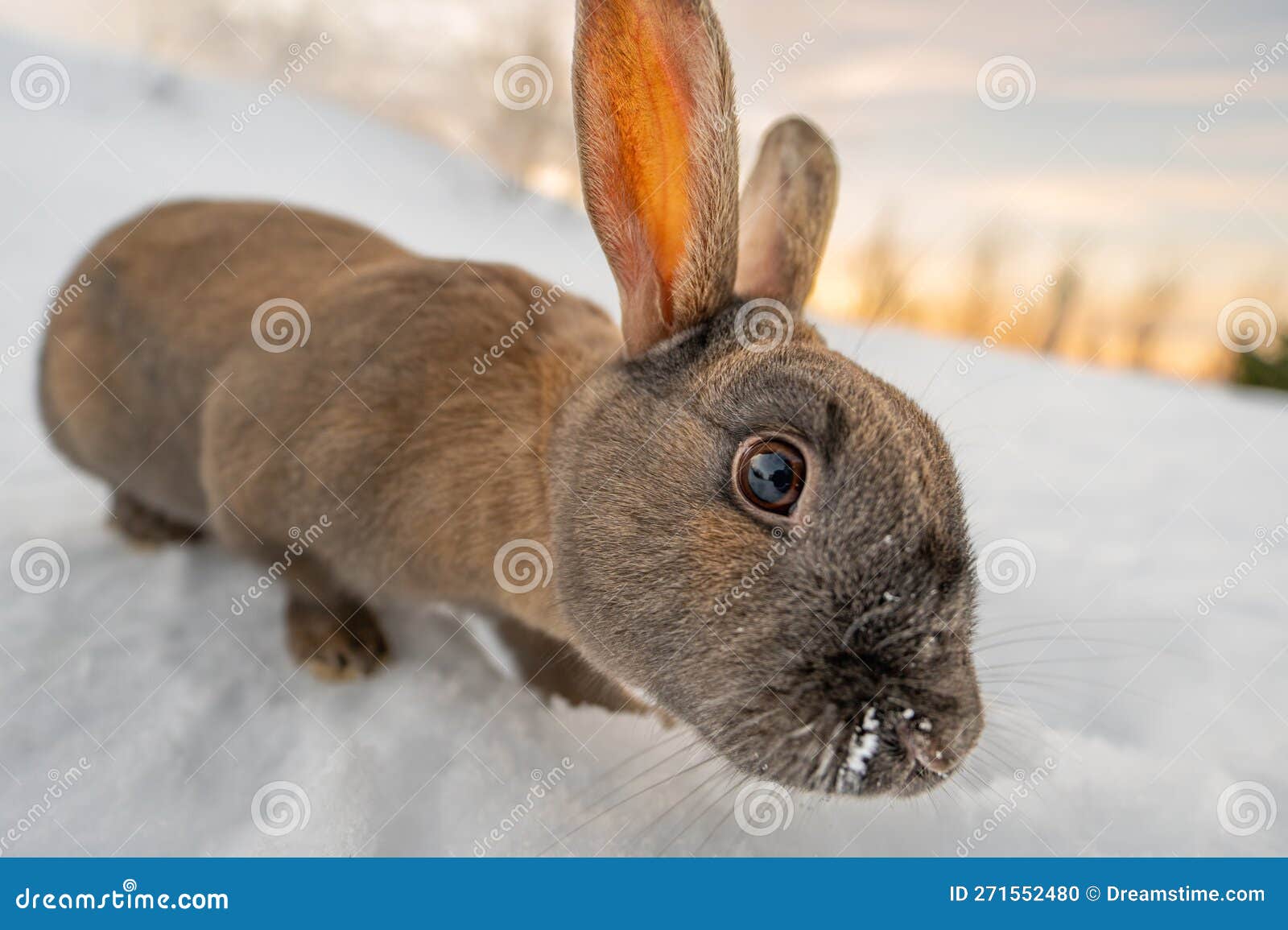Typical Dark Brown Rabbit from Iceland with the Ground Completely Snow ...