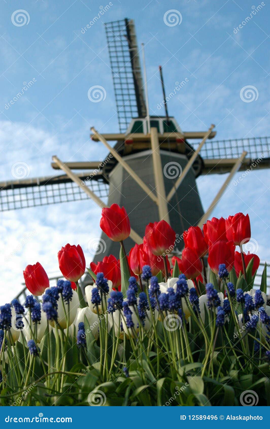 Typical dutch stock photo. Image of travel, spring, white - 12589496