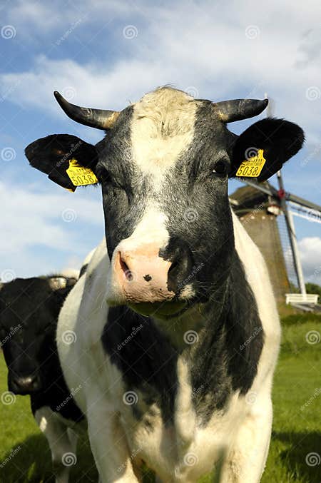 Typical Dutch cow stock photo. Image of agricultural, closeup - 890462