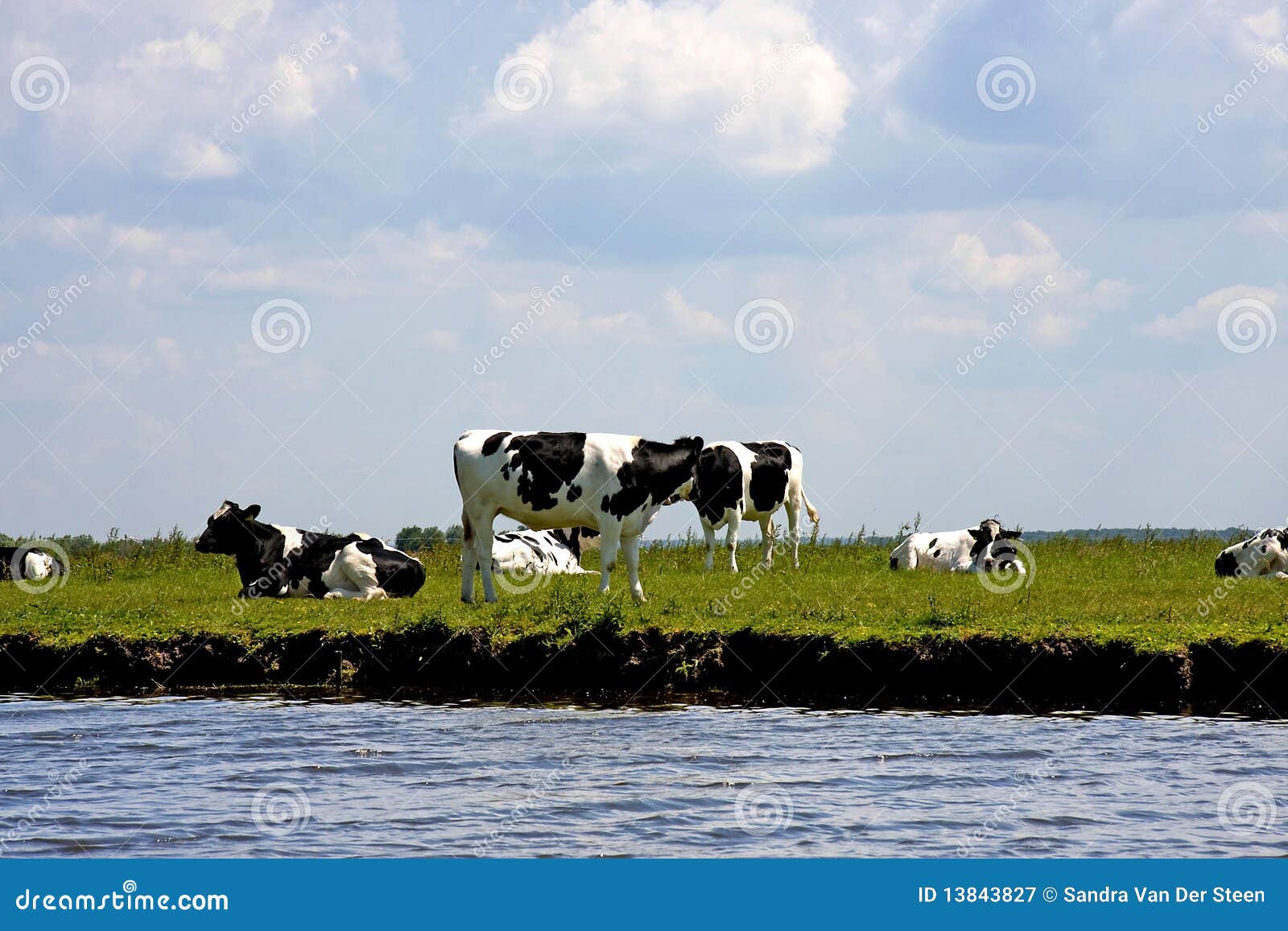 Typical Dutch cows stock image. Image of farming, animal - 13843827