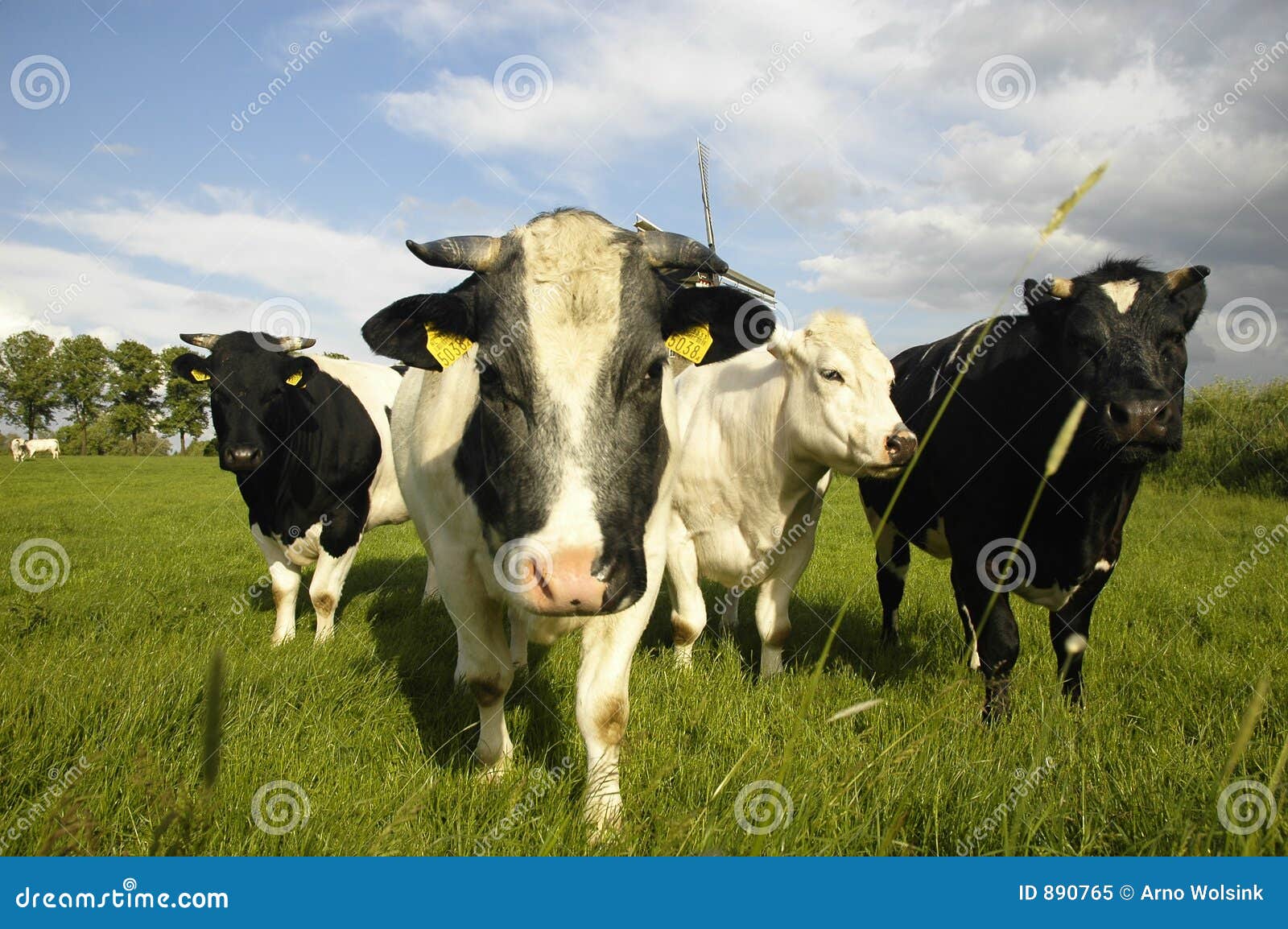 Typical Dutch cows stock image. Image of animals, beef - 890765