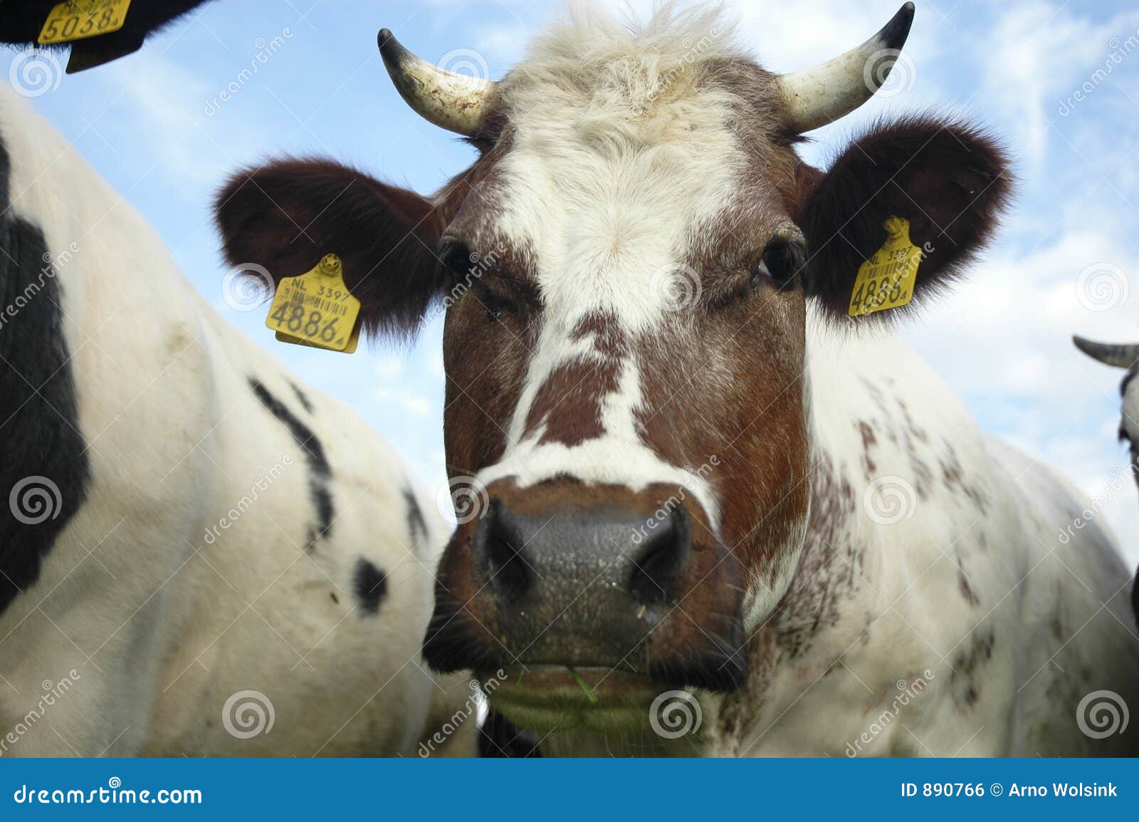 Typical Dutch cows stock photo. Image of cows, agricultural - 890766