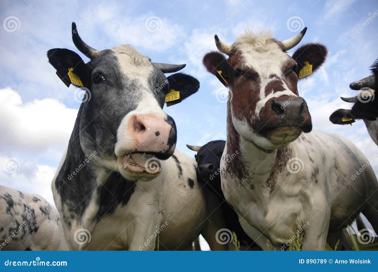 Typical Dutch cows stock image. Image of country, agricultural - 890789