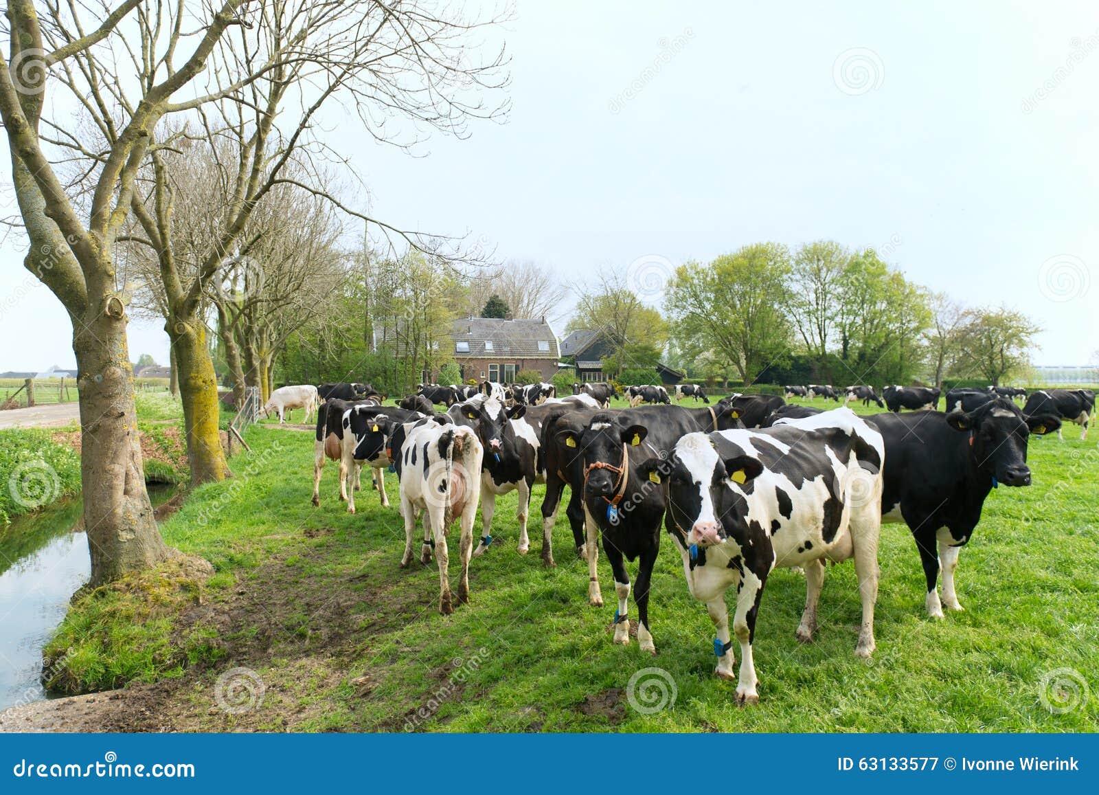 Typical Dutch cows stock image. Image of farm, dutch - 63133577