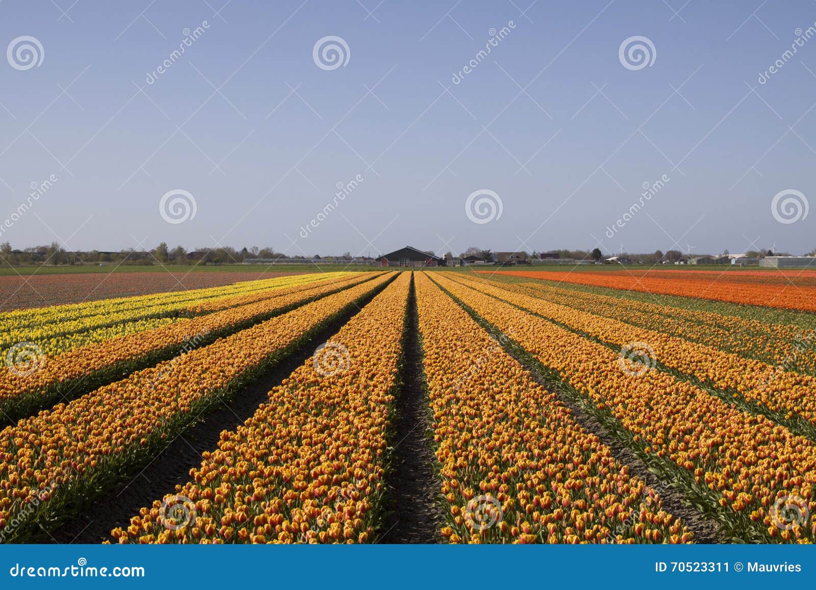 Typical Dutch Flower Fields in Spring Stock Image - Image of flower ...