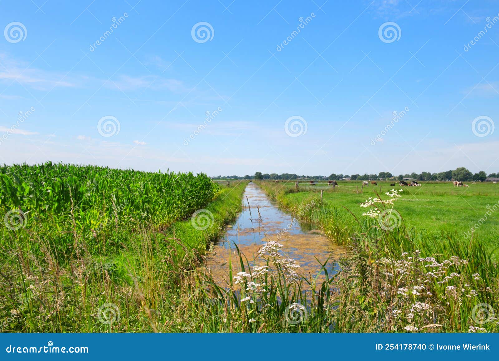 Typical Dutch Landscape with Cows and Maize Stock Photo - Image of ...