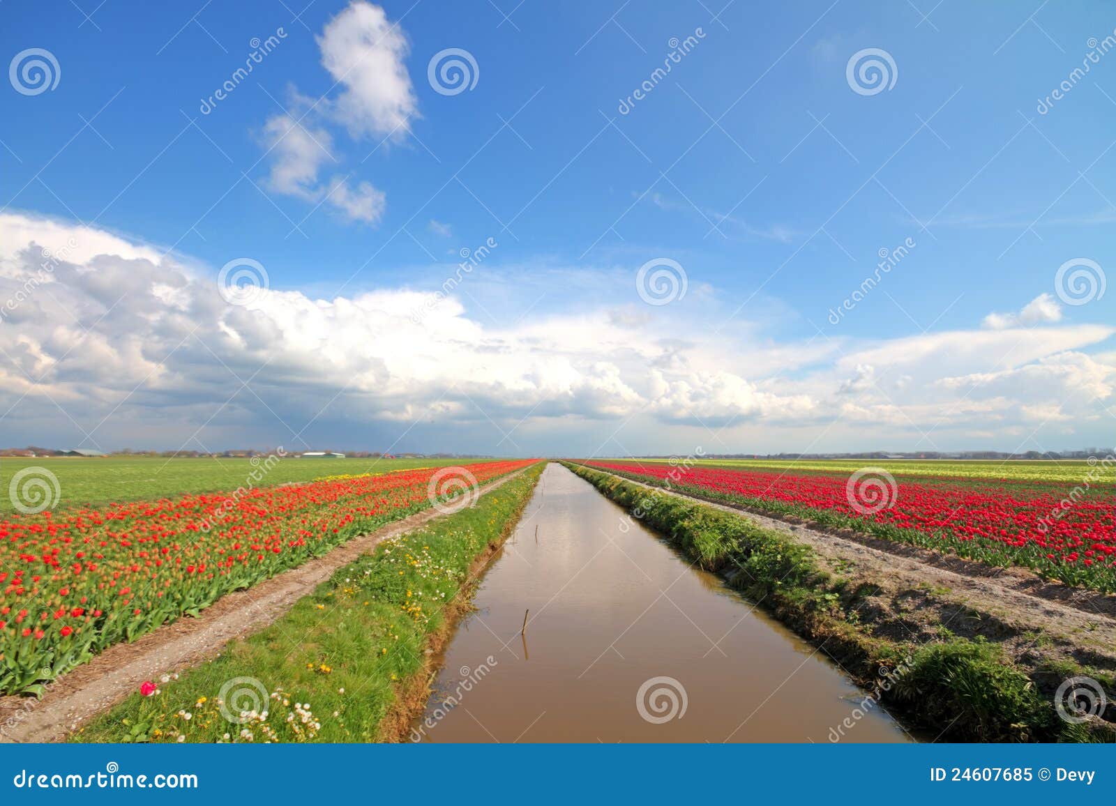 Typical Dutch Landscape in the Netherlands Stock Image - Image of ...